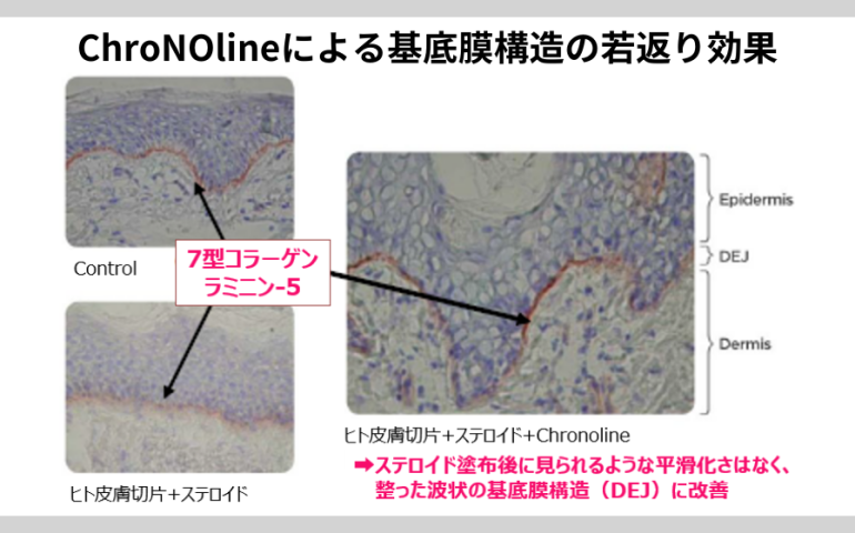 ChroNOline（クロノライン） - Tribeaute(トライボーテ)