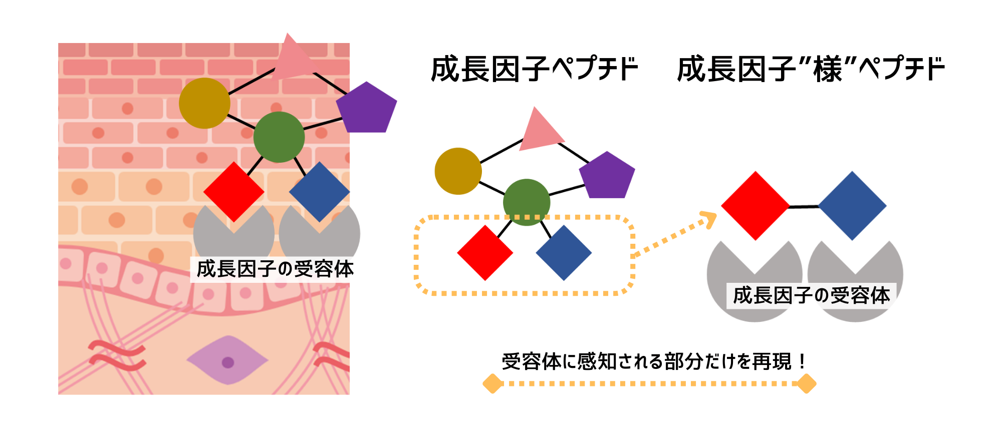 成長因子様ペプチドのご紹介 - Tribeaute(トライボーテ)