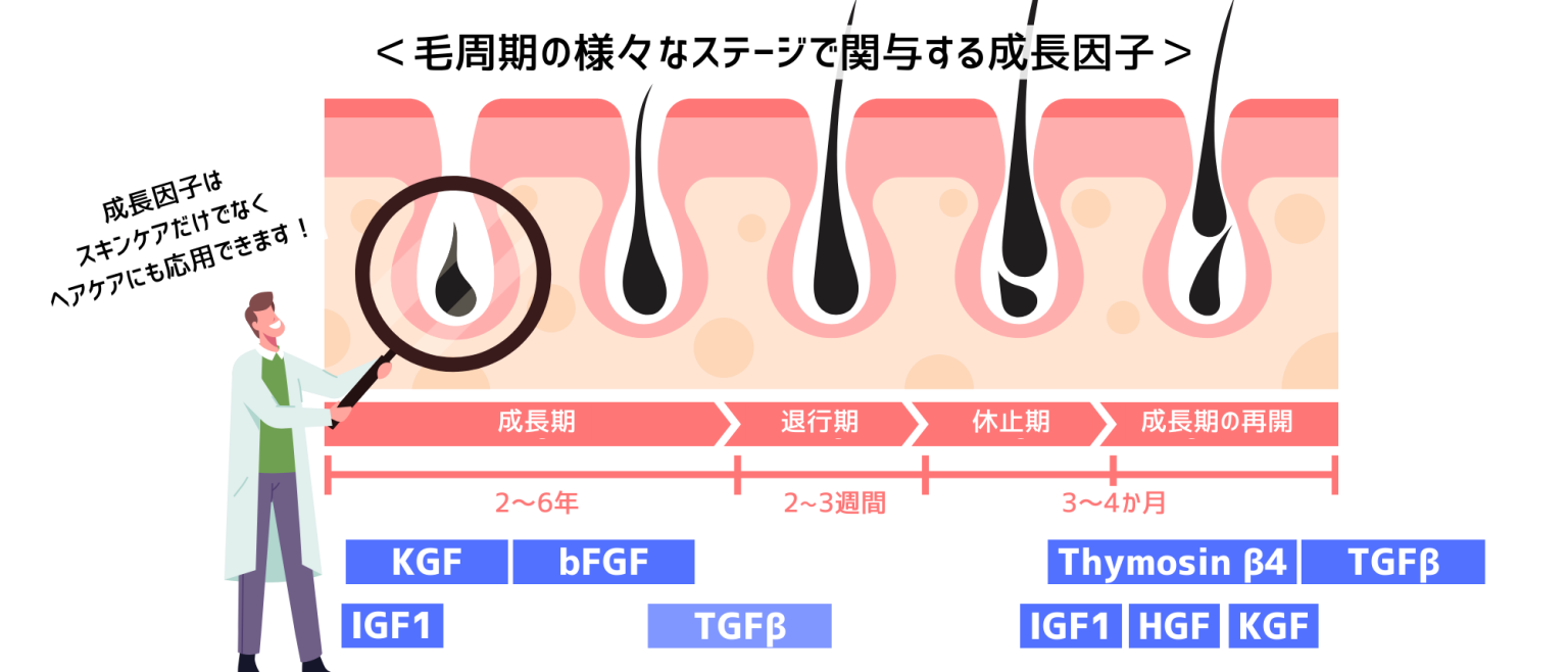 成長因子様ペプチドのご紹介 - Tribeaute(トライボーテ)