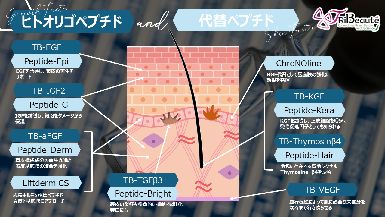 成長因子様ペプチドのご紹介 - Tribeaute(トライボーテ)