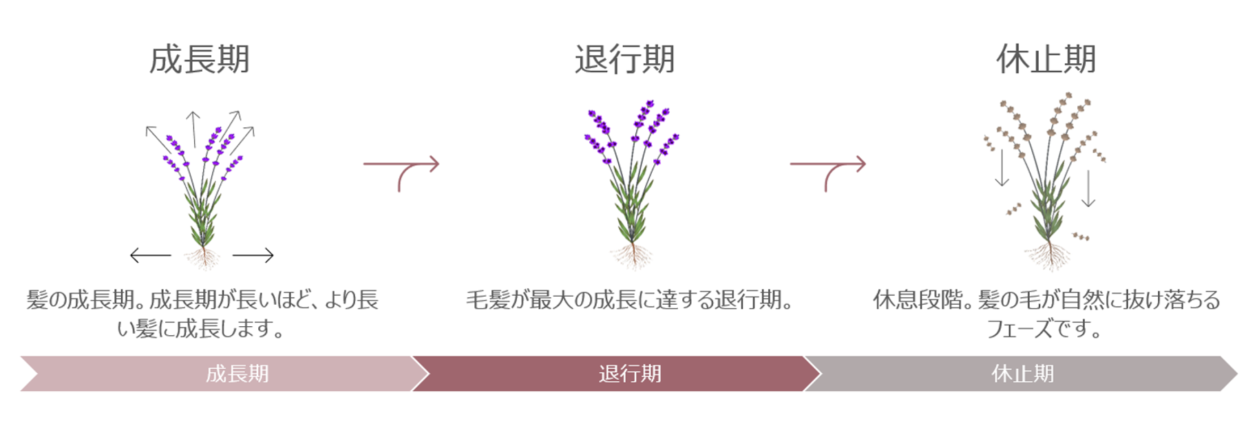 植物とペプチドの無敵ハイブリッド原料「Capixyl」の効果に迫る - Tribeaute(トライボーテ)