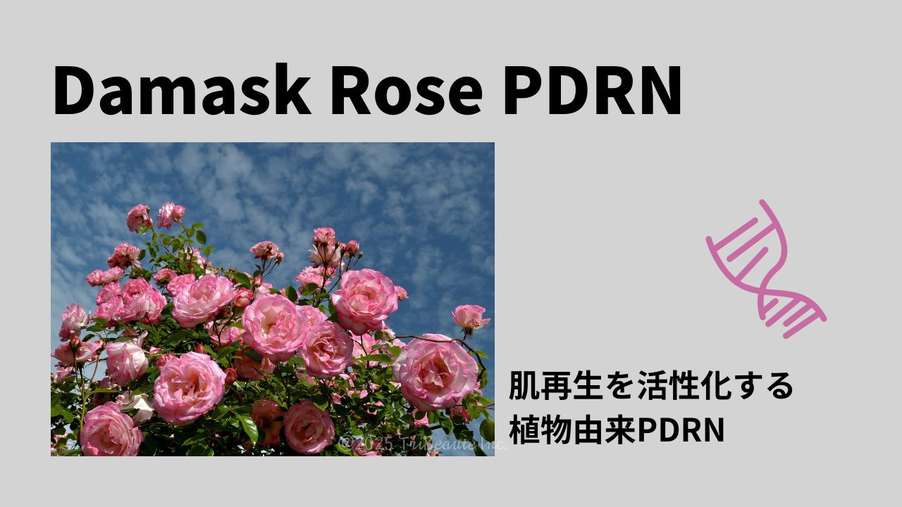 Damask Rose PDRN (1000)（ダマスクローズPDRN (1000)） - Tribeaute(トライボーテ)