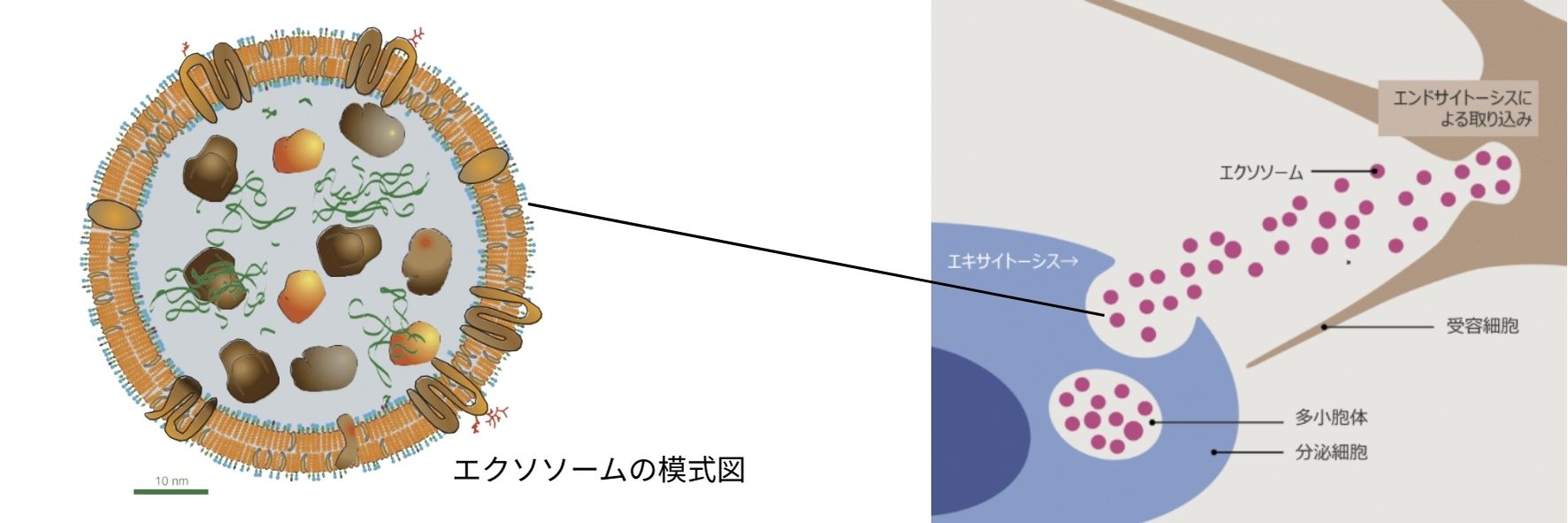 PDRN、エクソソーム、幹細胞エキス…再生医療で話題の成分、何を選べばいい？ - Tribeaute(トライボーテ)